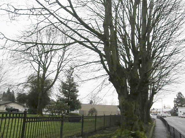 New maple trees to be planted at Auburn cemetery | Auburn Reporter