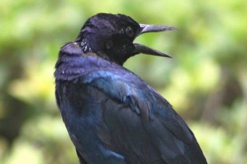 Celebration of the Crow | Auburn Reporter