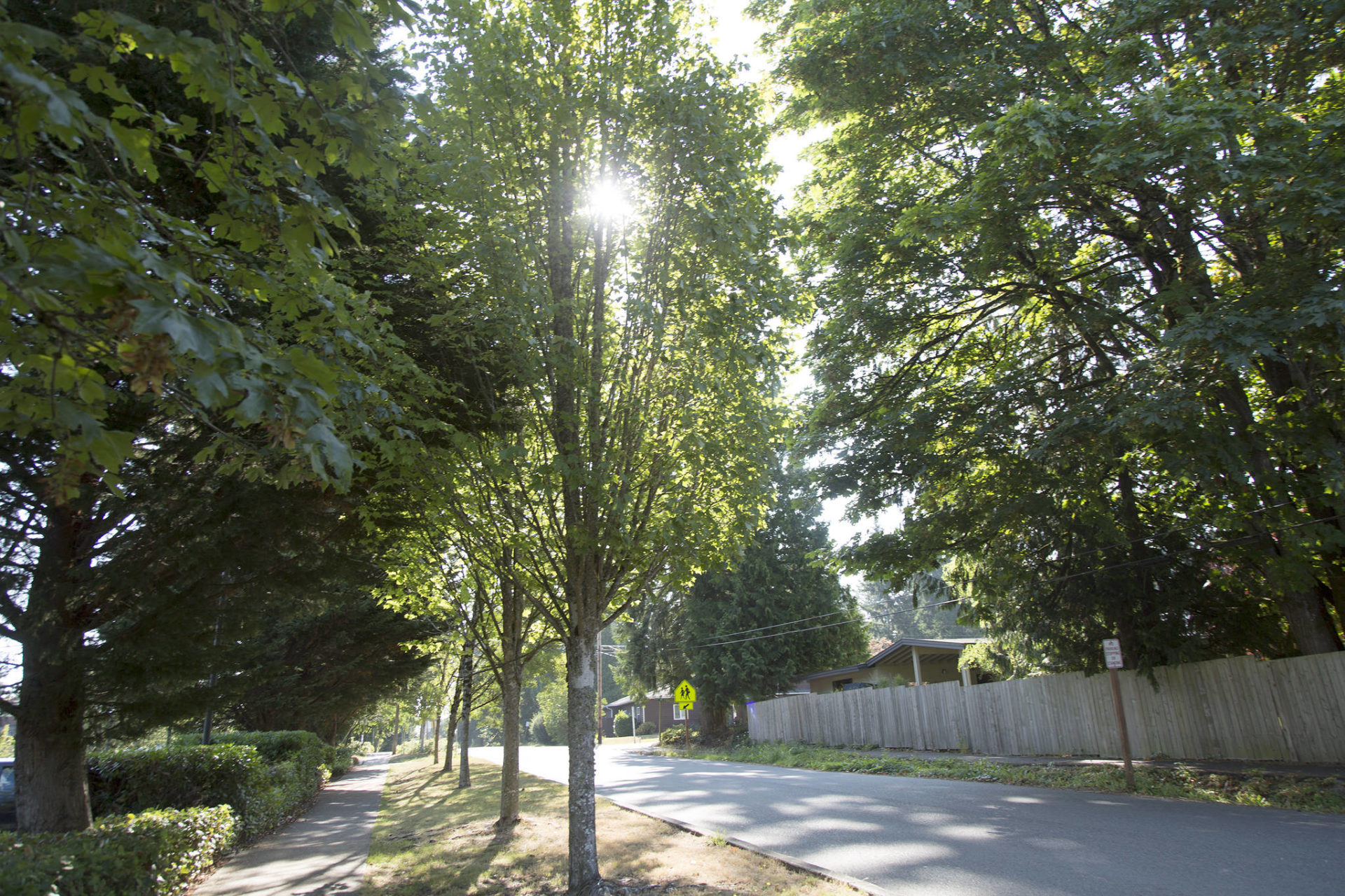Auburn seeks tree lovers to join Urban Tree Board | Auburn Reporter