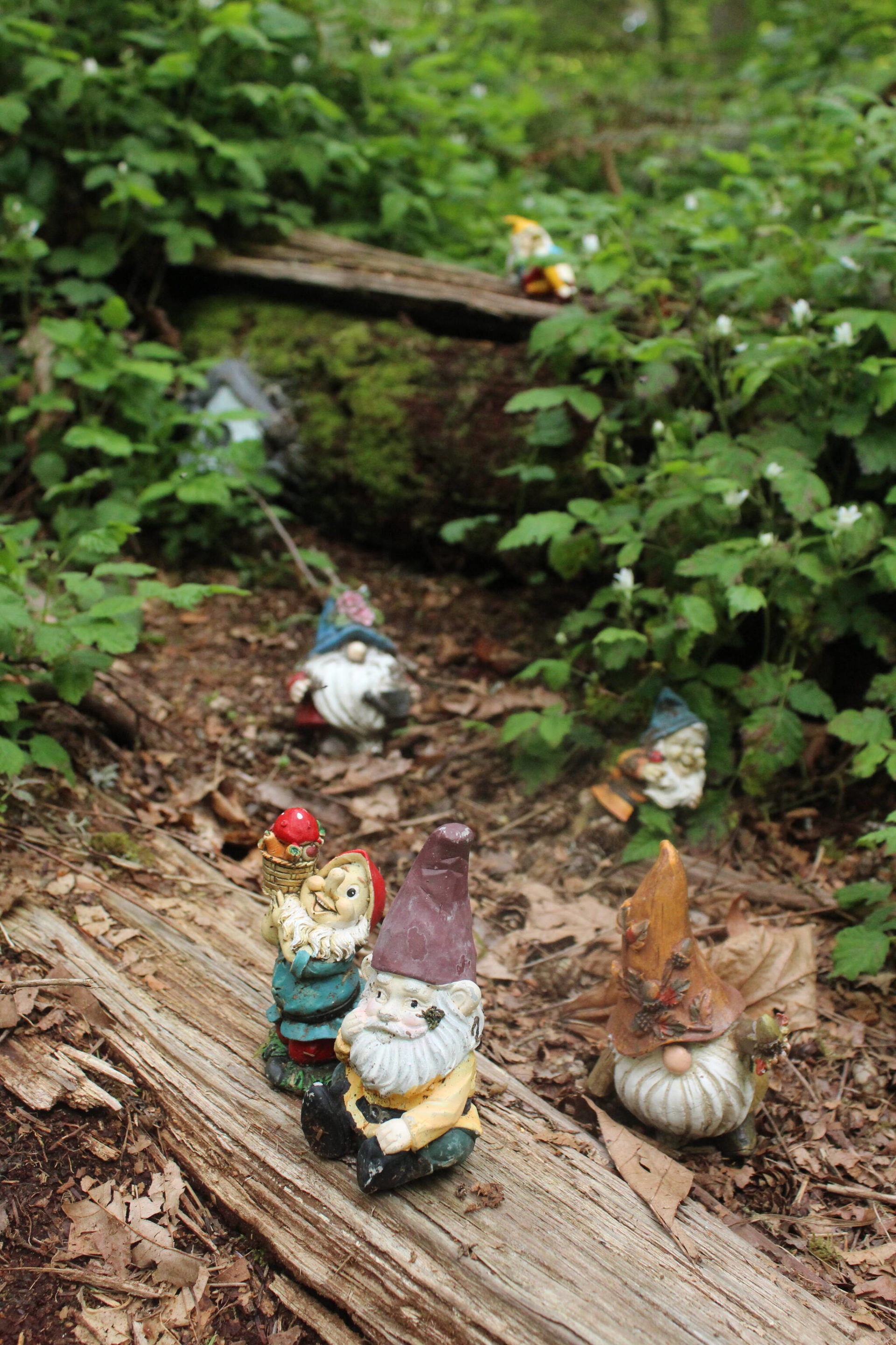 Gnome Trail draws visitors to whimsical patch of forest in Maple Valley ...