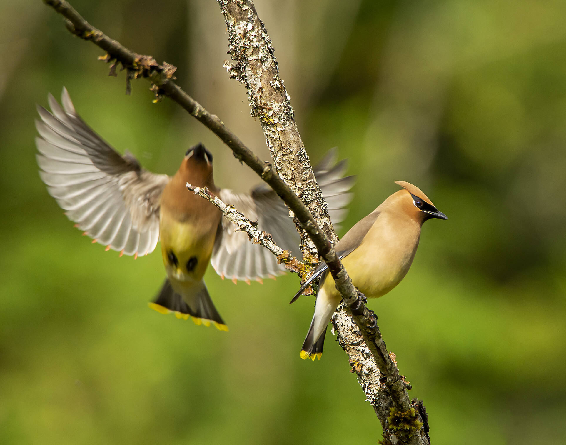 Rainier Audubon Society to debut first Bird Festival at Flaming Geyser ...
