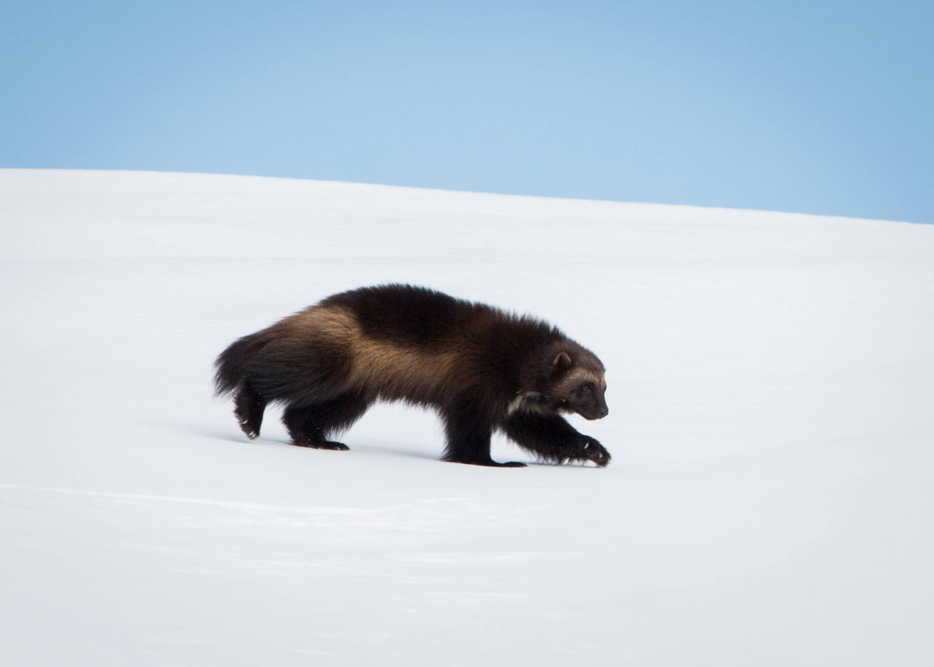 Joni the wolverine does it again - and makes babies on Mt. Rainier ...