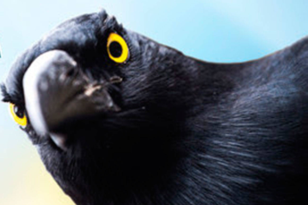 Fryday: Public invited to celebrate official landing of Crow With Fries ...
