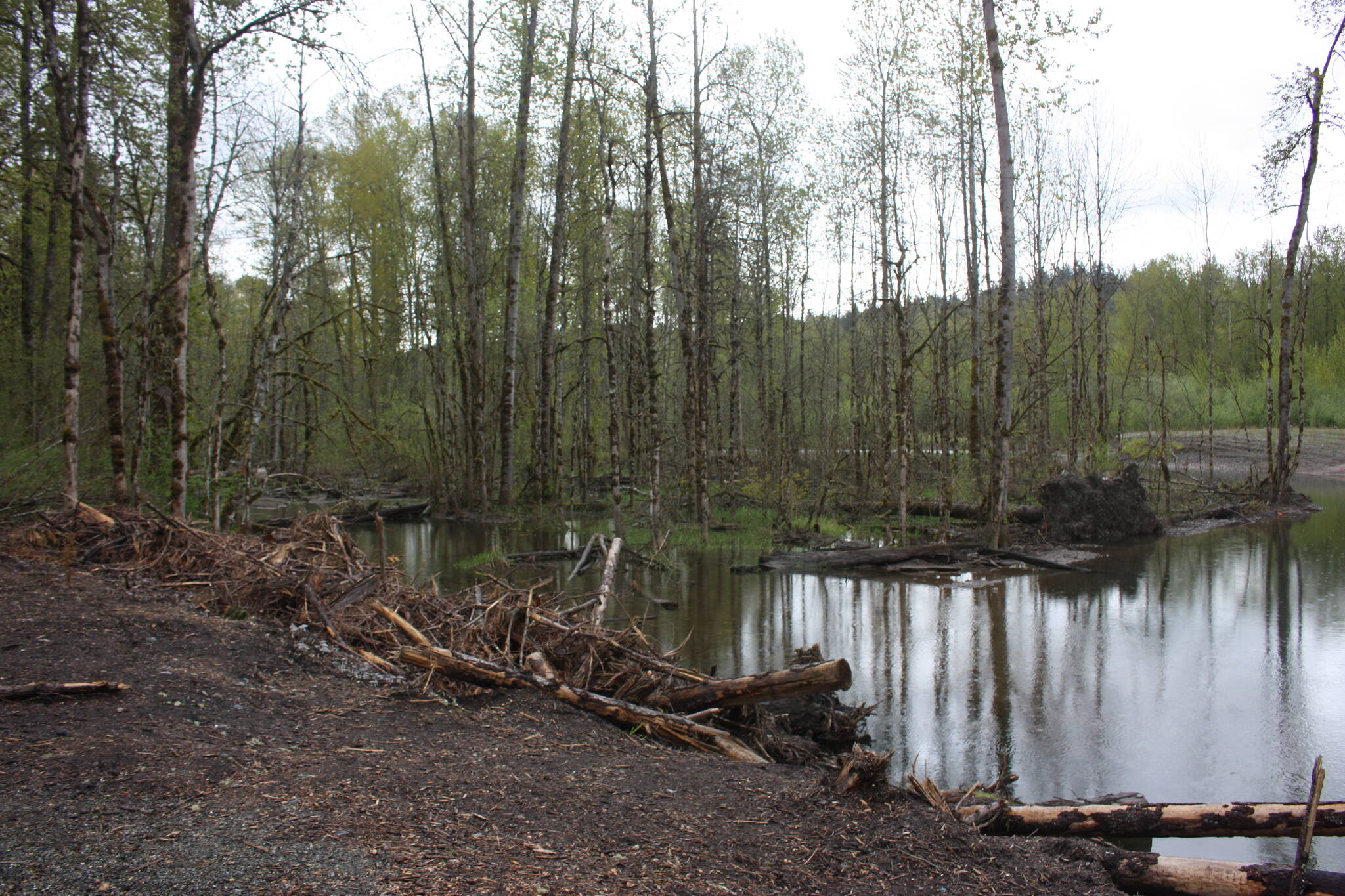 State Board awards nearly $76 Million in grants to fund salmon recovery ...