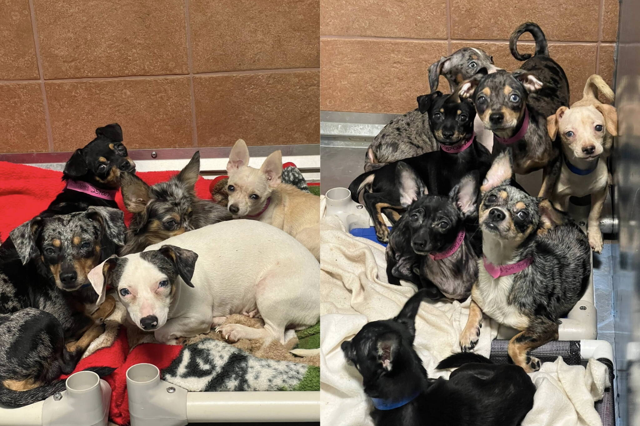 Auburn Valley Humane Society rescues 103 dogs, many chiweenies | Auburn ...