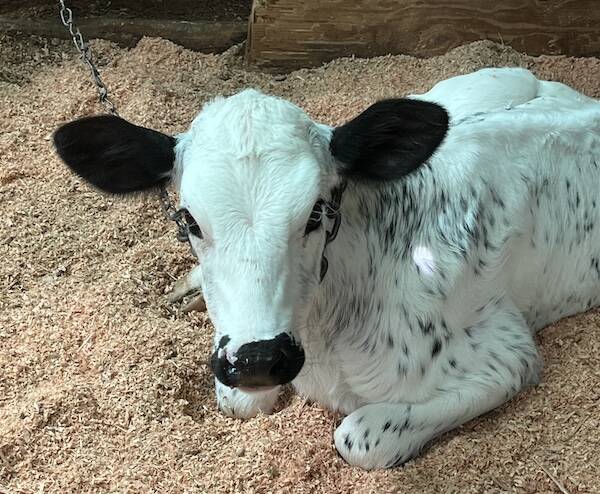 Auburn family-owned dairy farm partners with Federal Way food bank ...