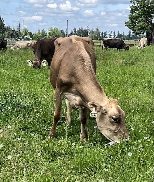 Auburn family-owned dairy farm partners with Federal Way food bank ...