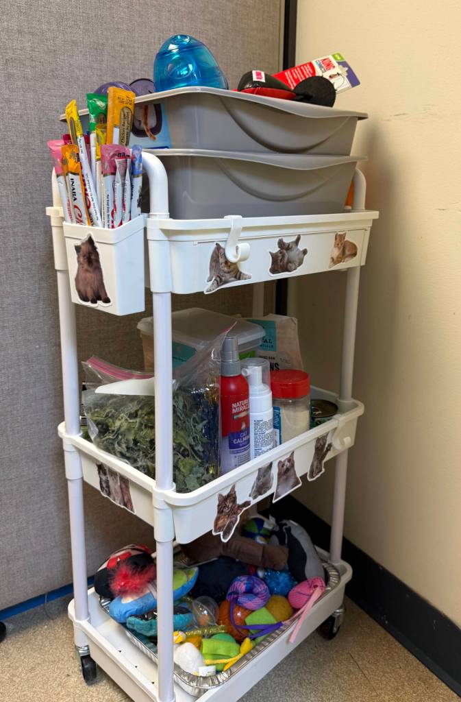 Community makes Auburn Valley Humane Society strong | Auburn Reporter